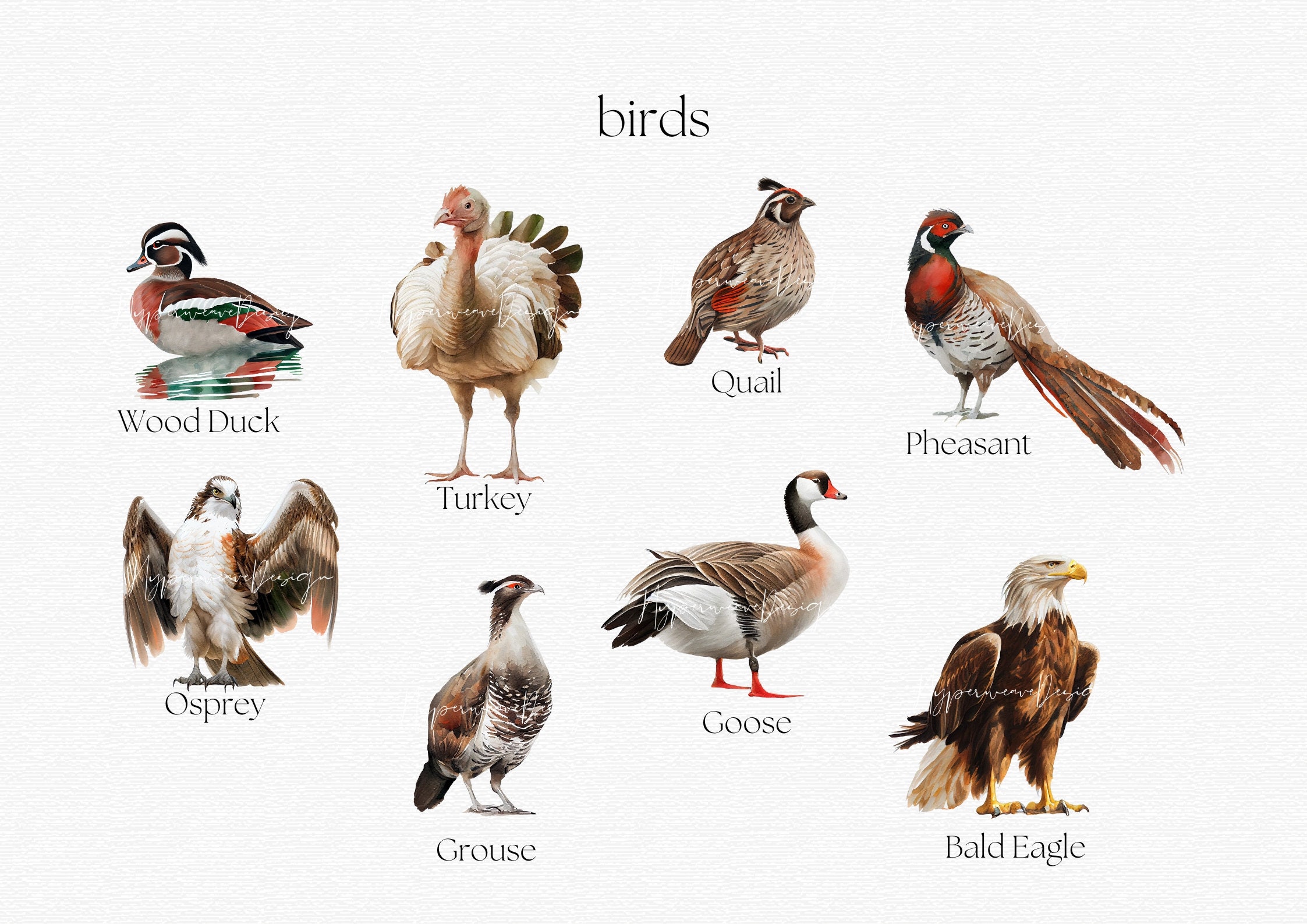 25 Woodland Birds & Critters Clipart Set - Hand Drawn - Watercolor ...