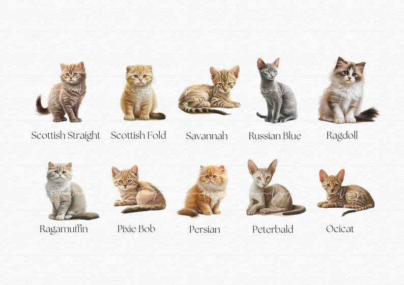 45 Kittens Clipart Set - Hand Drawn - Cat Breeds - Watercolor Digital ...