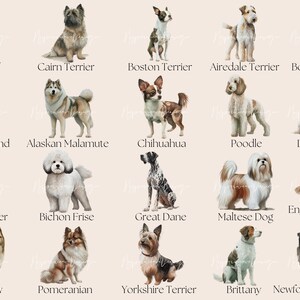 43 Dogs Clipart Set - Hand Drawn - Small Medium & Large Breeds ...