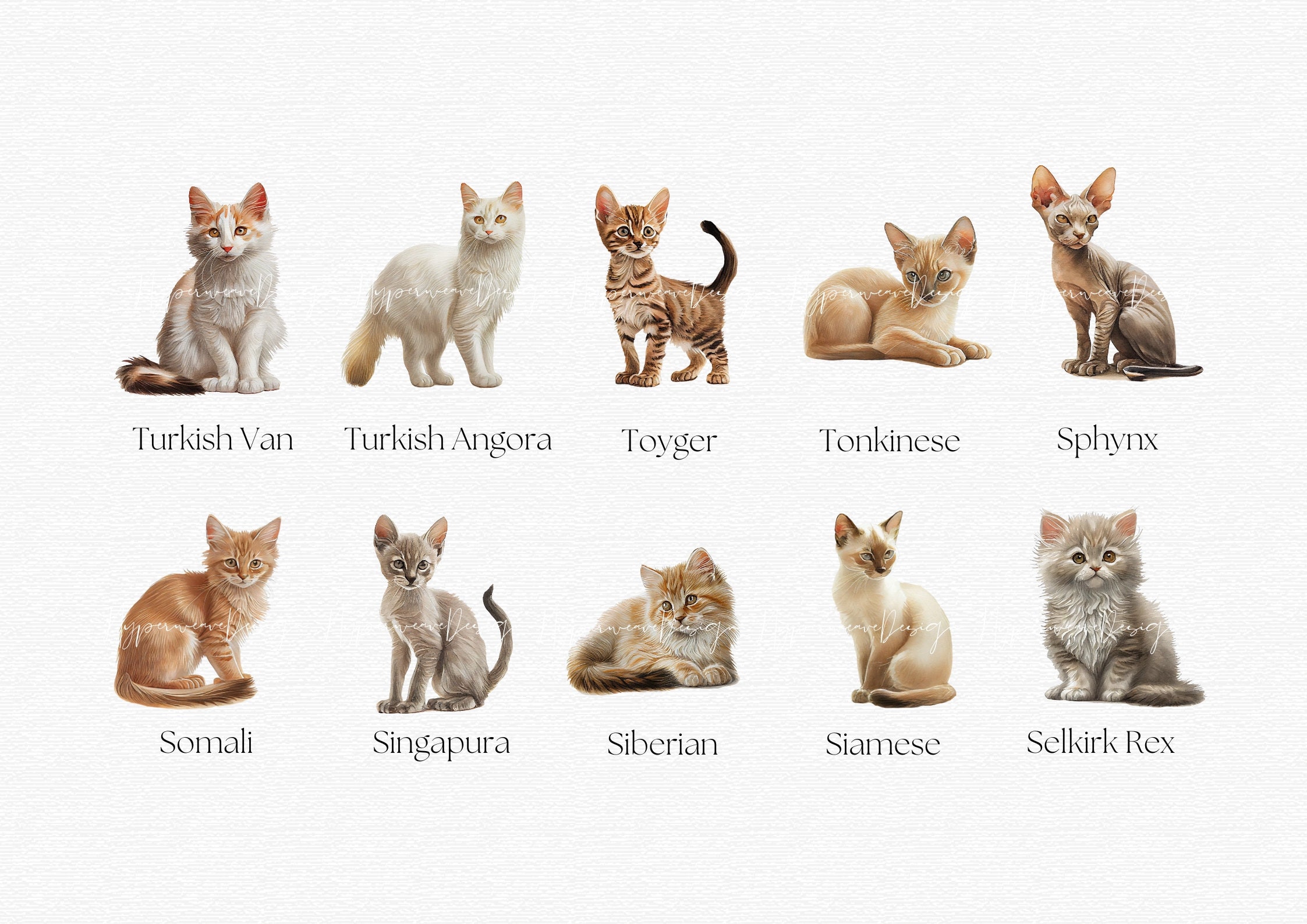 45 Kittens Clipart Set - Hand Drawn - Cat Breeds - Watercolor Digital ...