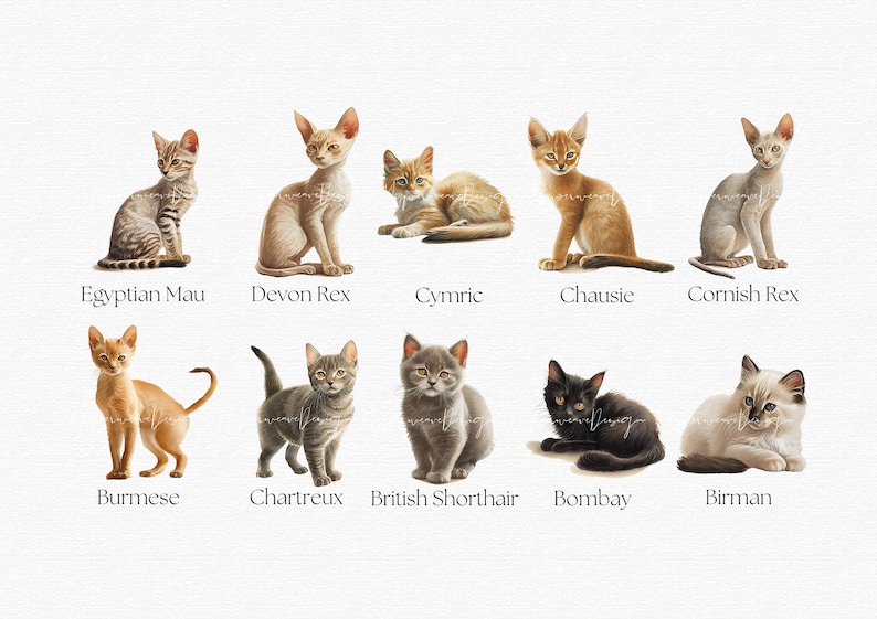 45 Kittens Clipart Set - Hand Drawn - Cat Breeds - Watercolor Digital ...
