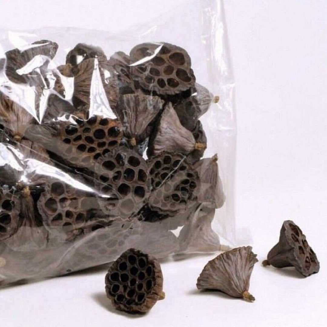 Lotus Pod 6 8 Cm Shrimp Care Natural Product Kh/ph Adjustment Natural ...