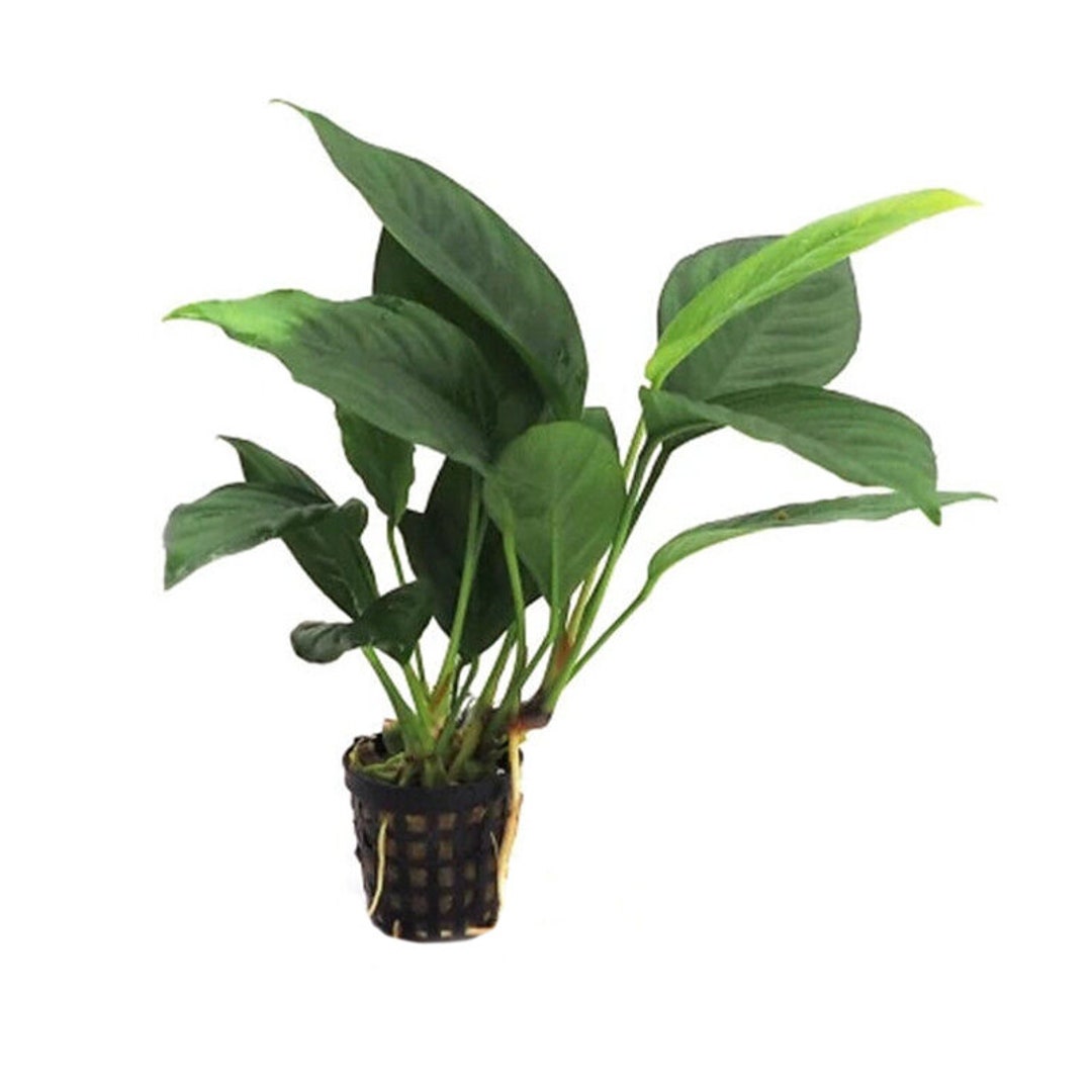 Anubias Heterophylla Lot of 6 Pots African Aquatic Plant Grows in Any ...