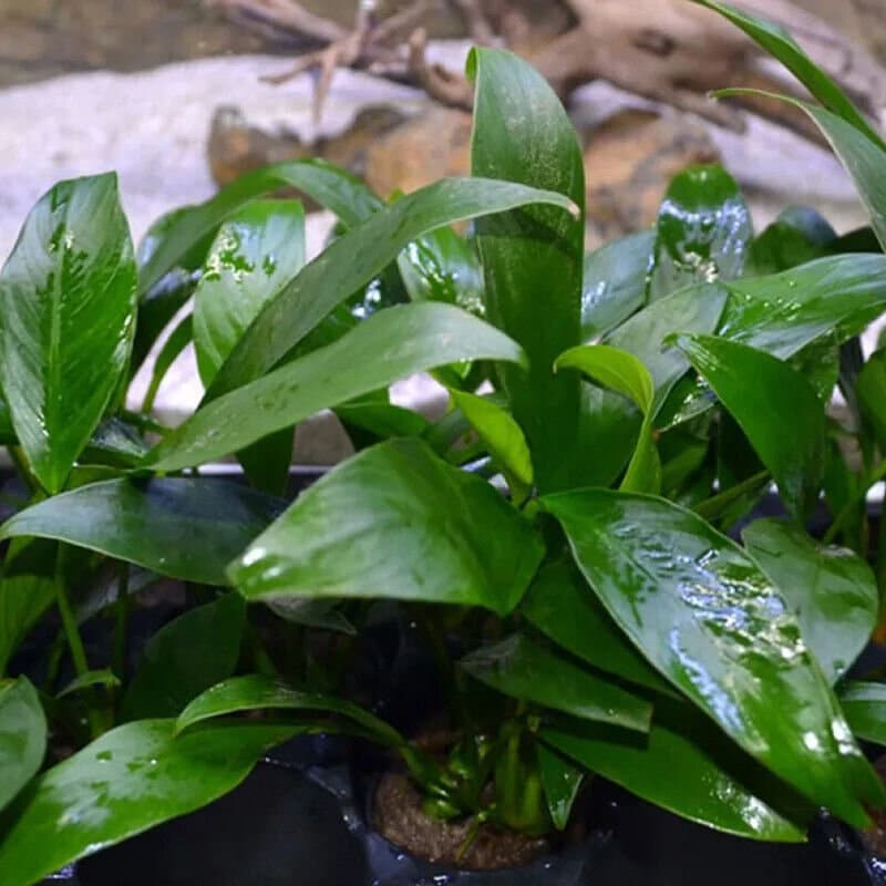 Anubias Congensis Motherplant African Aquatic Plant Aquarium Natural ...