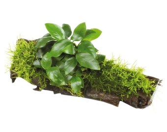 CHEAP Random BOGWOOD 20-30cm Fish Tank Root for Java Fern Moss Live ...