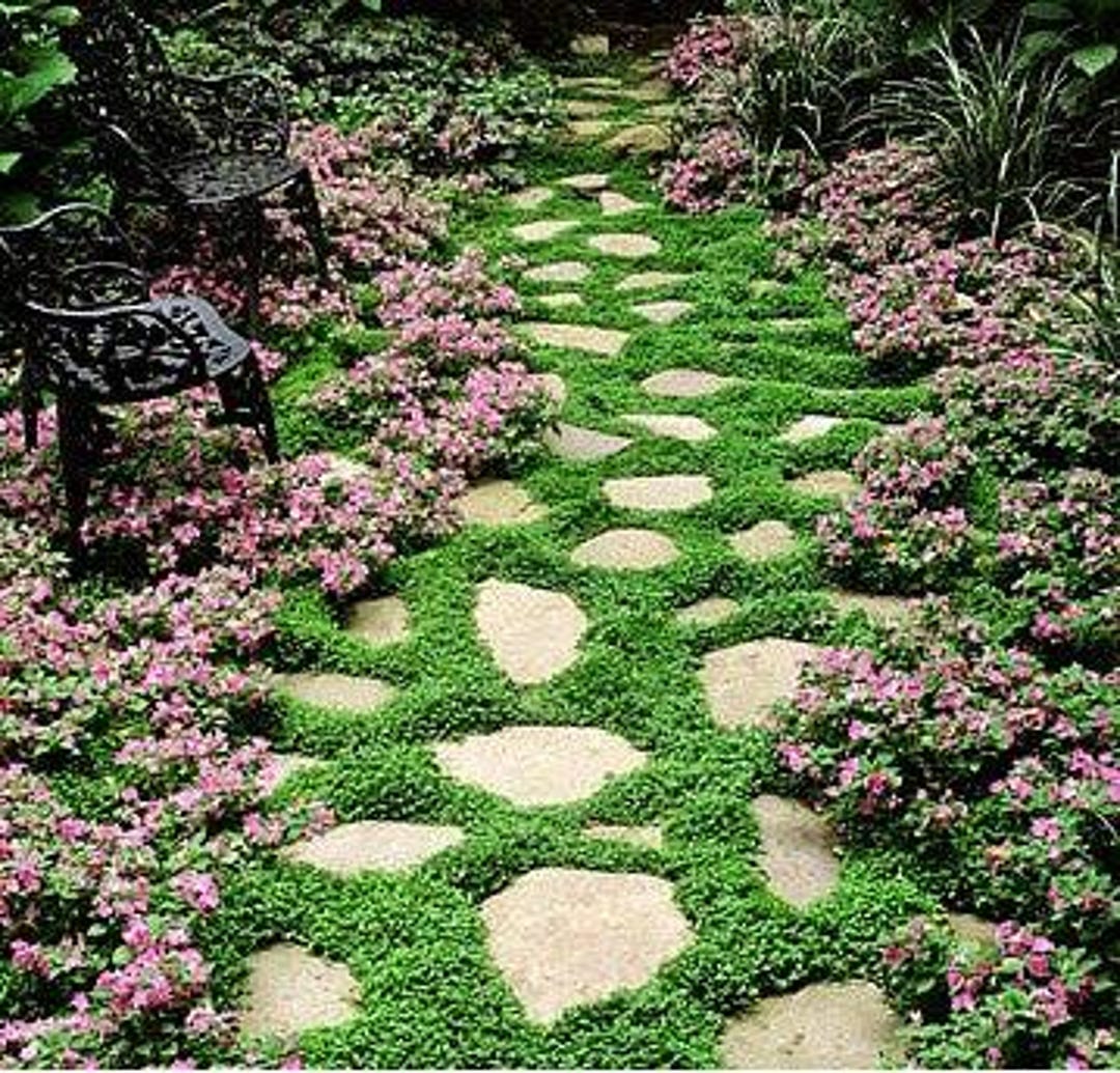 100 Dichondra Grass Seeds Ground Cover Zones 8-11 - Etsy