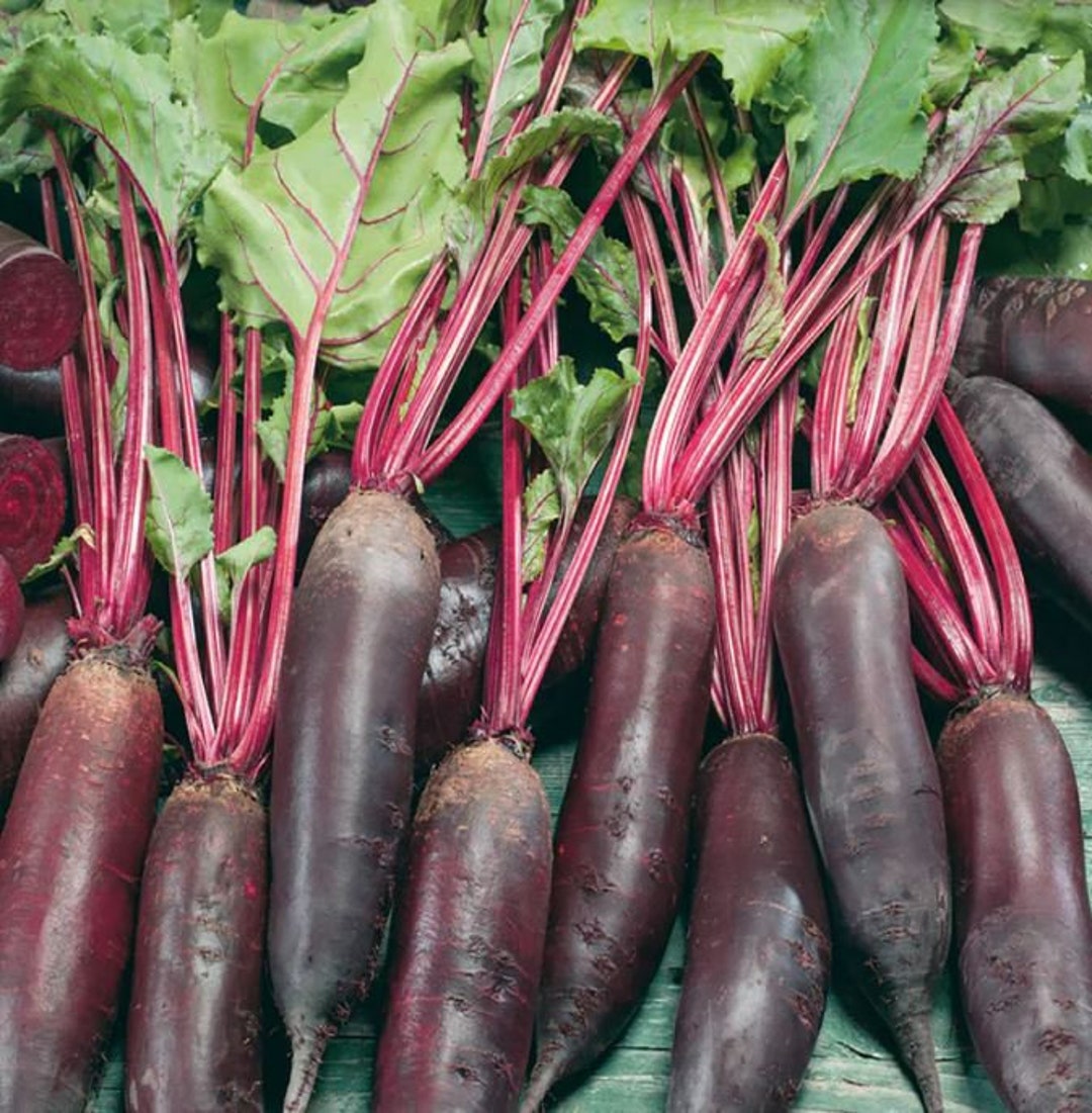 25 Beets Cylindra Seeds Vegetable Non GMO Seed Vault Co Organic ...