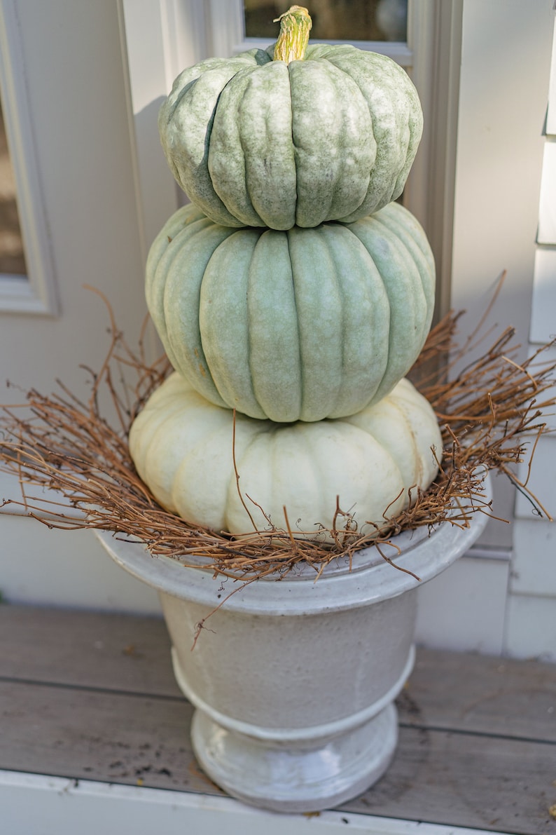 10 Old Flat White Boer Pumpkin Seeds Cucurbita Maxima Non-gmo Organic ...