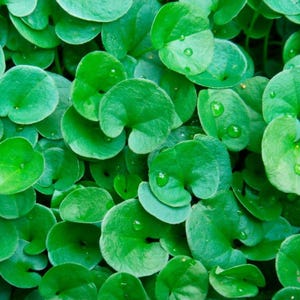 100 Dichondra Grass Seeds Ground Cover Zones 8-11 - Etsy