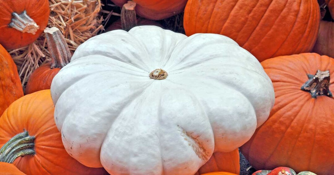 10+ Old Flat White Boer Pumpkin Seeds | Cucurbita Maxima | Non-gmo ...