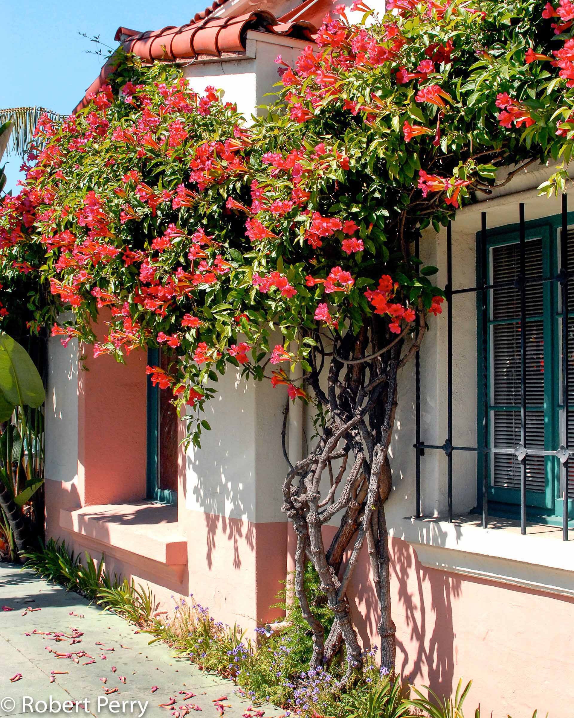 20+ Red Trumpet Vine Seeds - Etsy