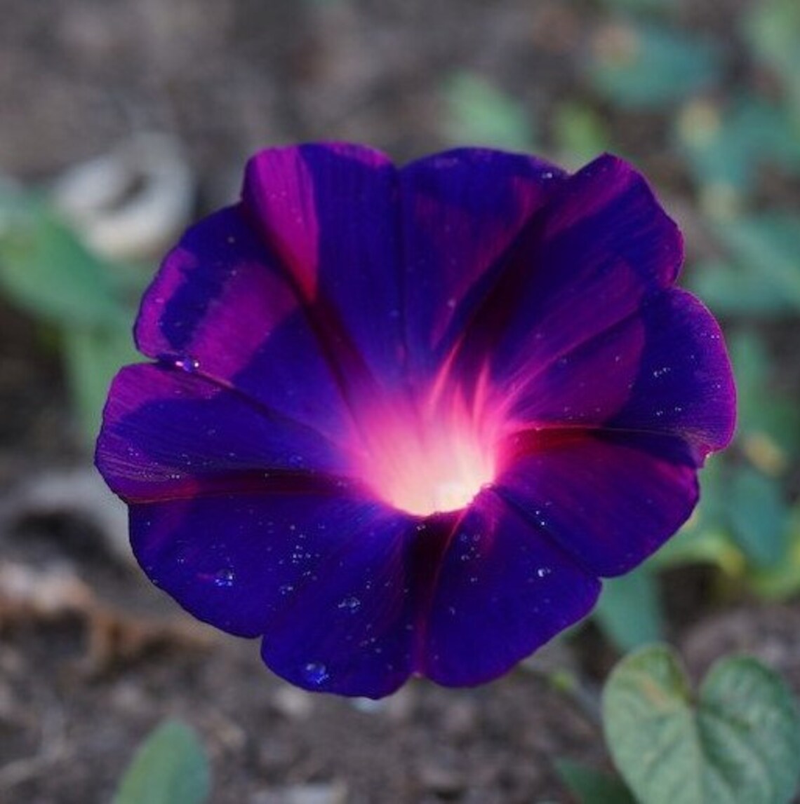 20+ Grandpa Ott Morning Glory Flower Vine Seeds - Etsy