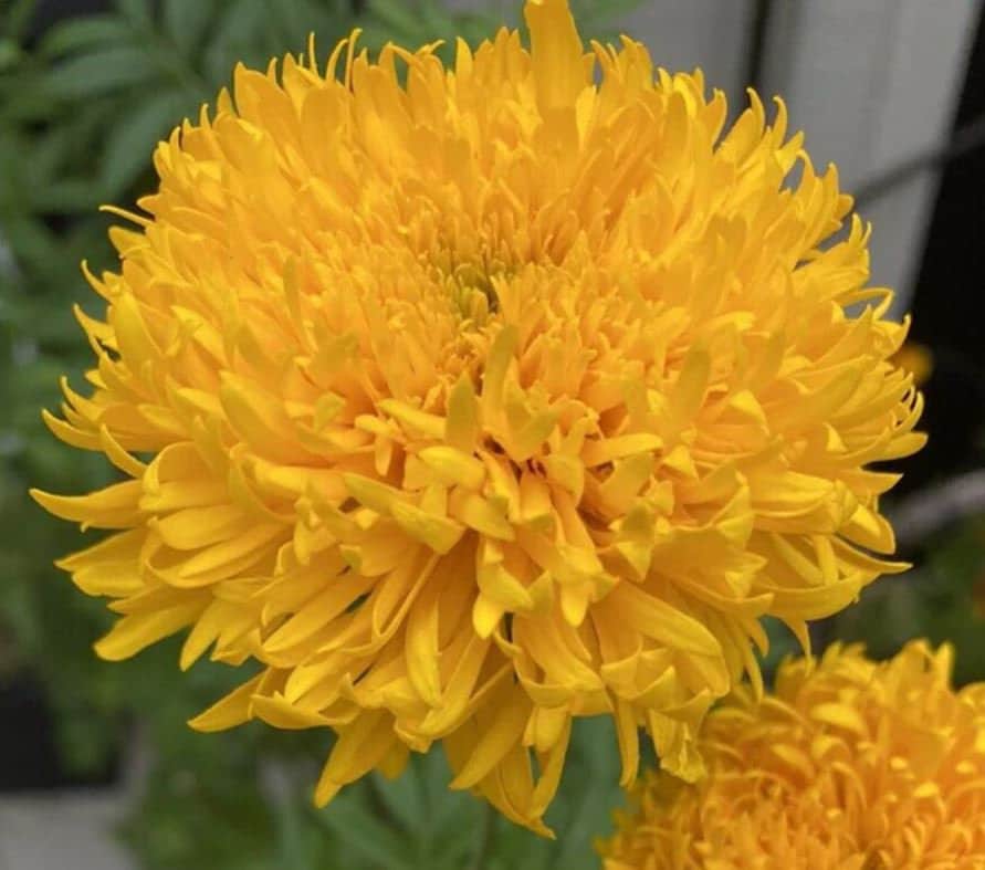 20+ Giant Marigold Seeds - Very Large Growers - Rare Flower Seed - Etsy