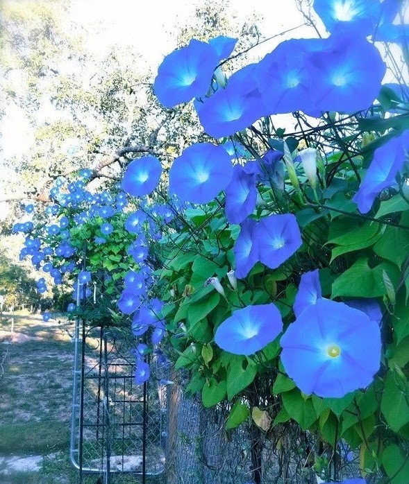20 Blue Star Morning Glory Flower Vine Seeds Flowers - Etsy