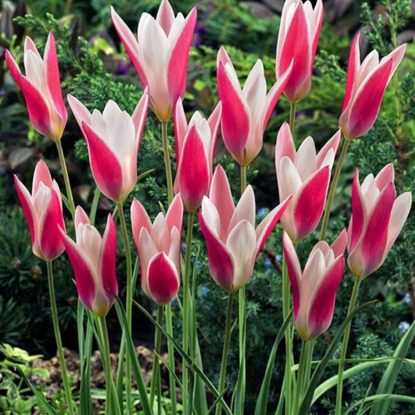 Pink Lady Bulbs - Etsy