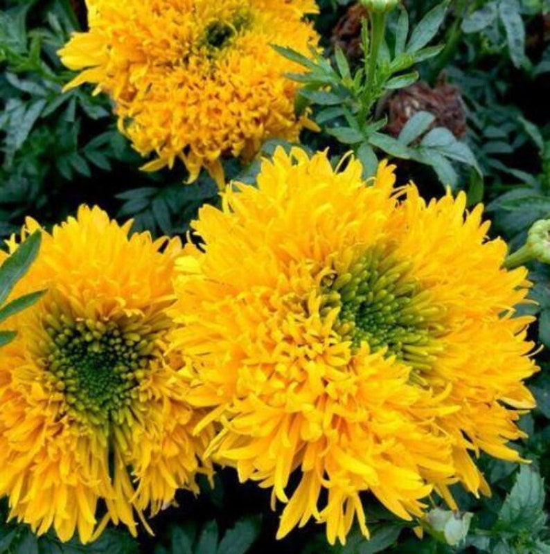20 Giant Marigold Seeds Very Large Growers Rare Flower Seed - Etsy