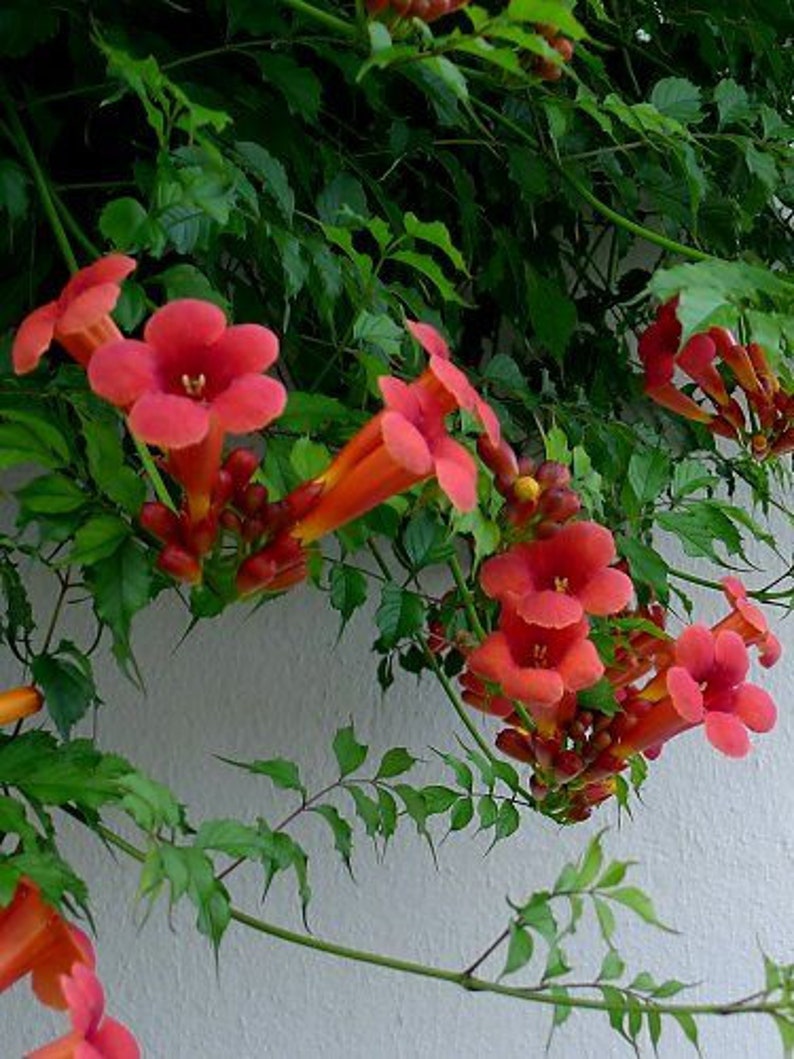 20+ Red Trumpet Vine Seeds - Etsy