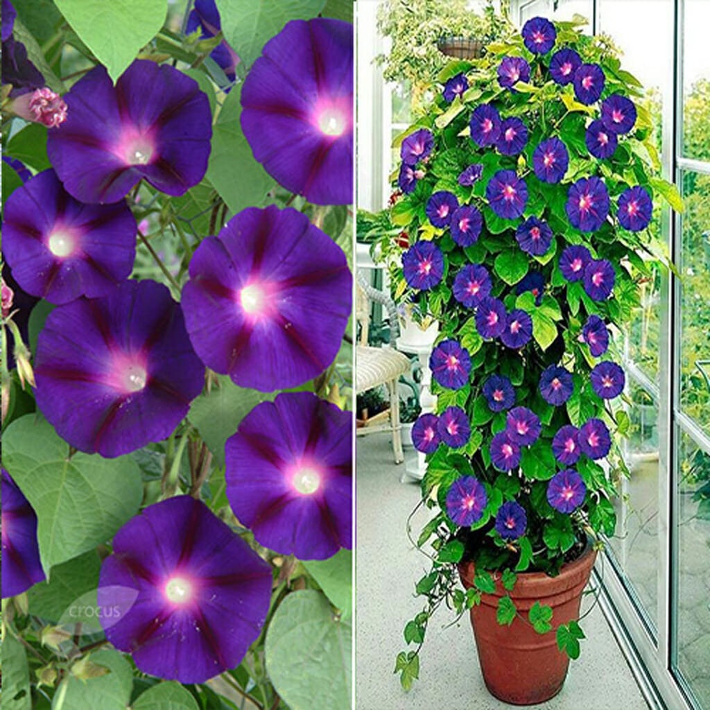 20+ Grandpa Ott Morning Glory Flower Vine Seeds - Etsy