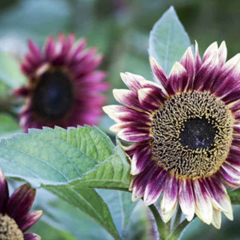 Purple Sunflower - Etsy
