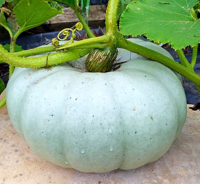10 Old Flat White Boer Pumpkin Seeds Cucurbita Maxima Non-gmo Organic ...
