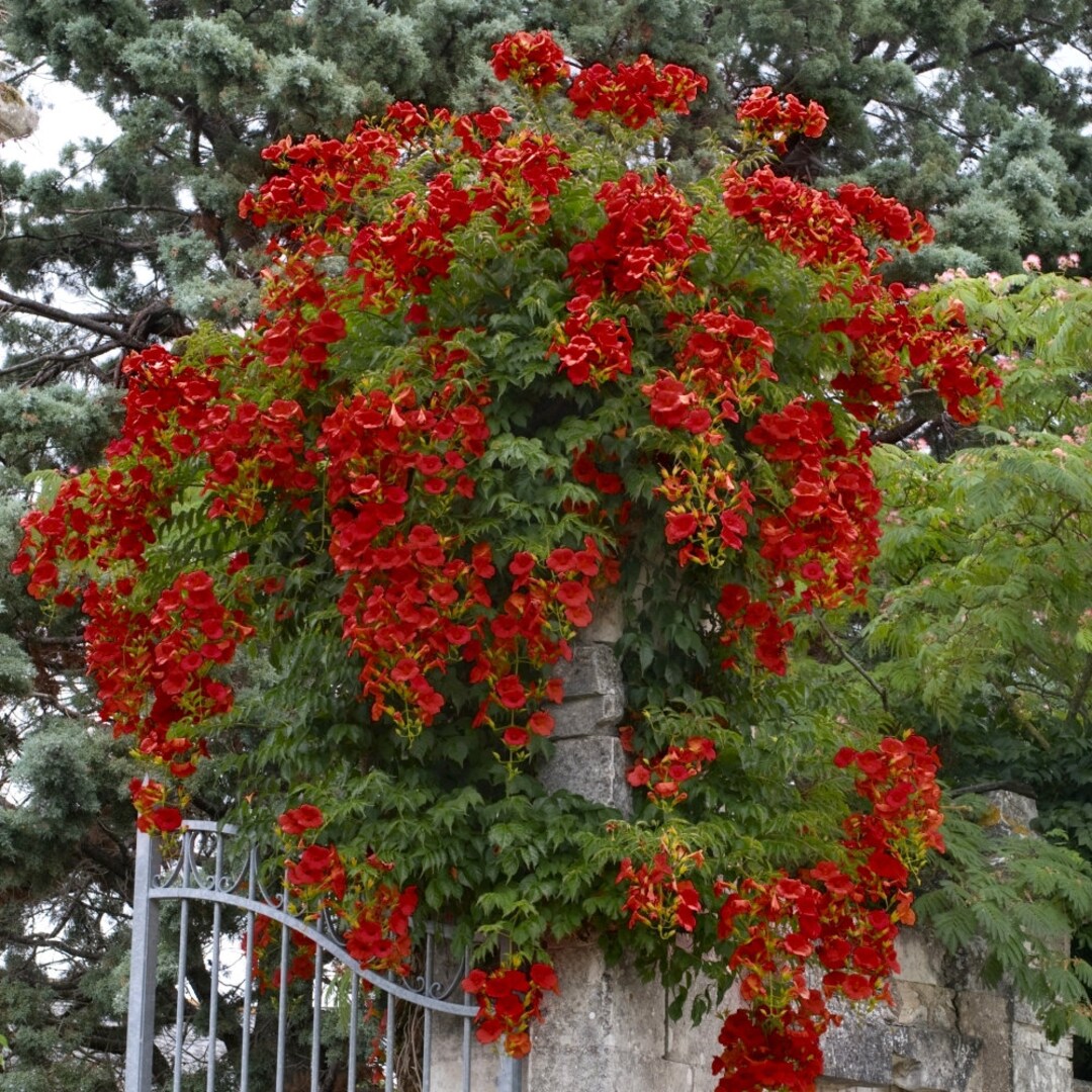 20+ Red Trumpet Vine Seeds - Etsy