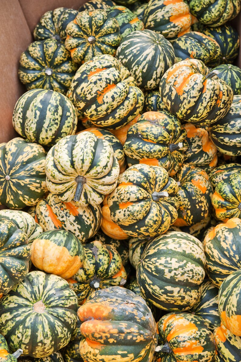 10 Carnival Squash Seeds cucurbita Pepo Pumpkins Home Decor - Etsy