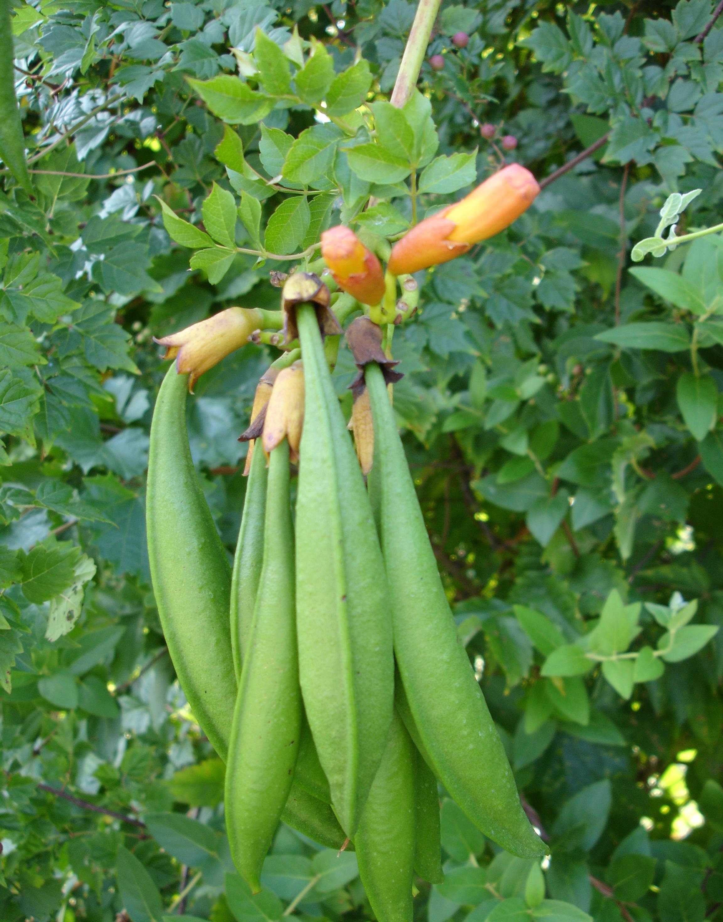 20+ Orange Trumpet Vine Seeds - Etsy