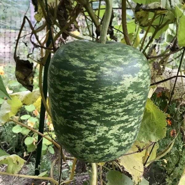 Apple Gourd - Etsy