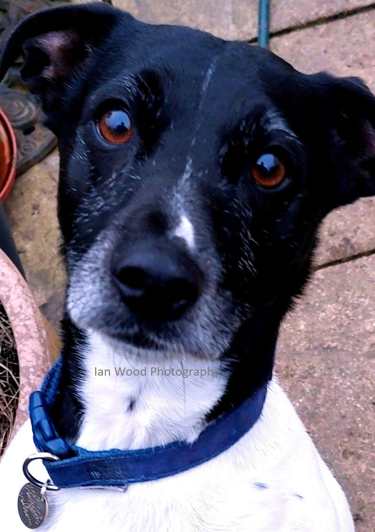 Printable Dog Jack Russell Photograph Animals DIGITAL DOWNLOAD Wall Art ...