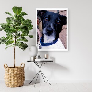 Printable Dog Jack Russell Photograph Animals DIGITAL DOWNLOAD Wall Art ...