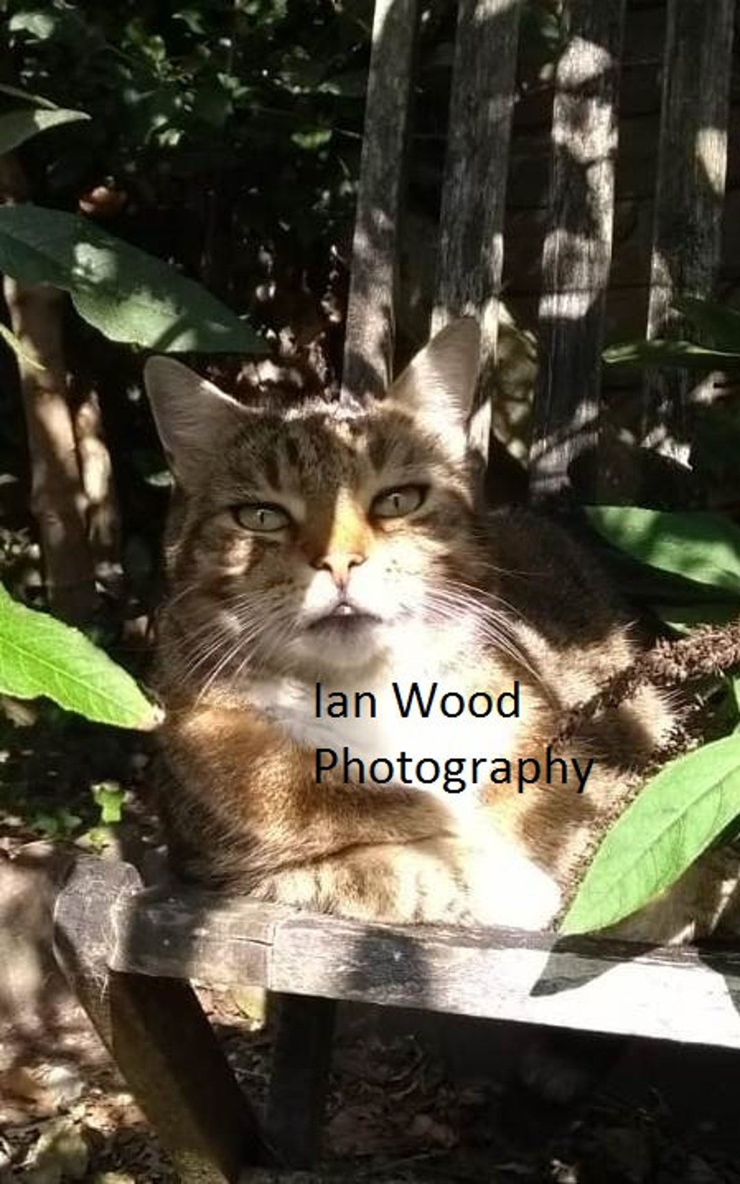 Printable Cat in Dappled Shade Photograph Animals DIGITAL DOWNLOAD Wall ...