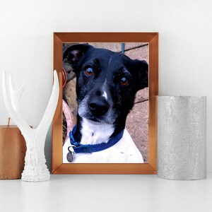 Printable Dog Jack Russell Photograph Animals DIGITAL DOWNLOAD Wall Art ...