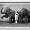 Life Magazine Cover Print | "the Flapper" Life Magazine Cover 1922 ...