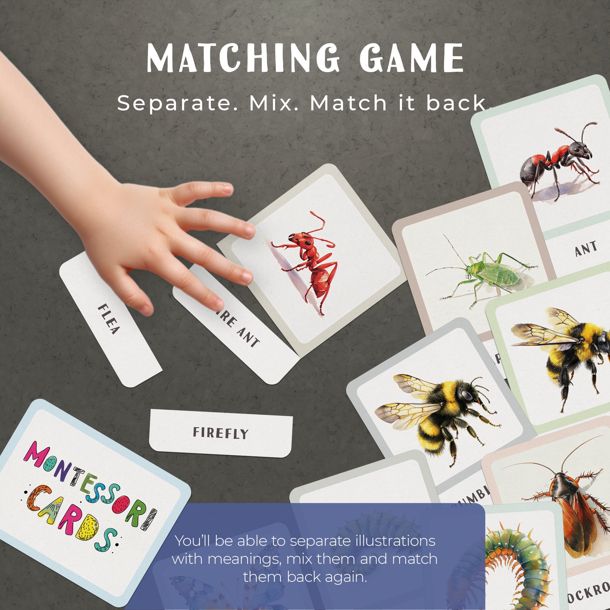 Montessori Insect and Bug Flashcards Printable Educational Cards for ...