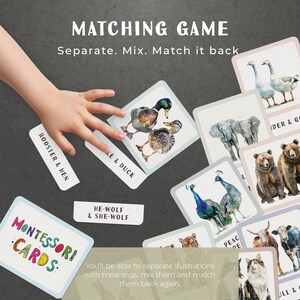 Montessori Animal Gender Cards - Printable Flashcards for Kids Learning ...