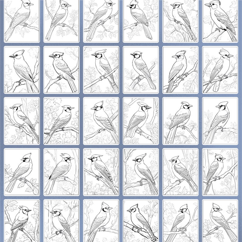 Blue Jay Bird Coloring Page, Bird Sketch, Nature Print, Ornate Outline ...