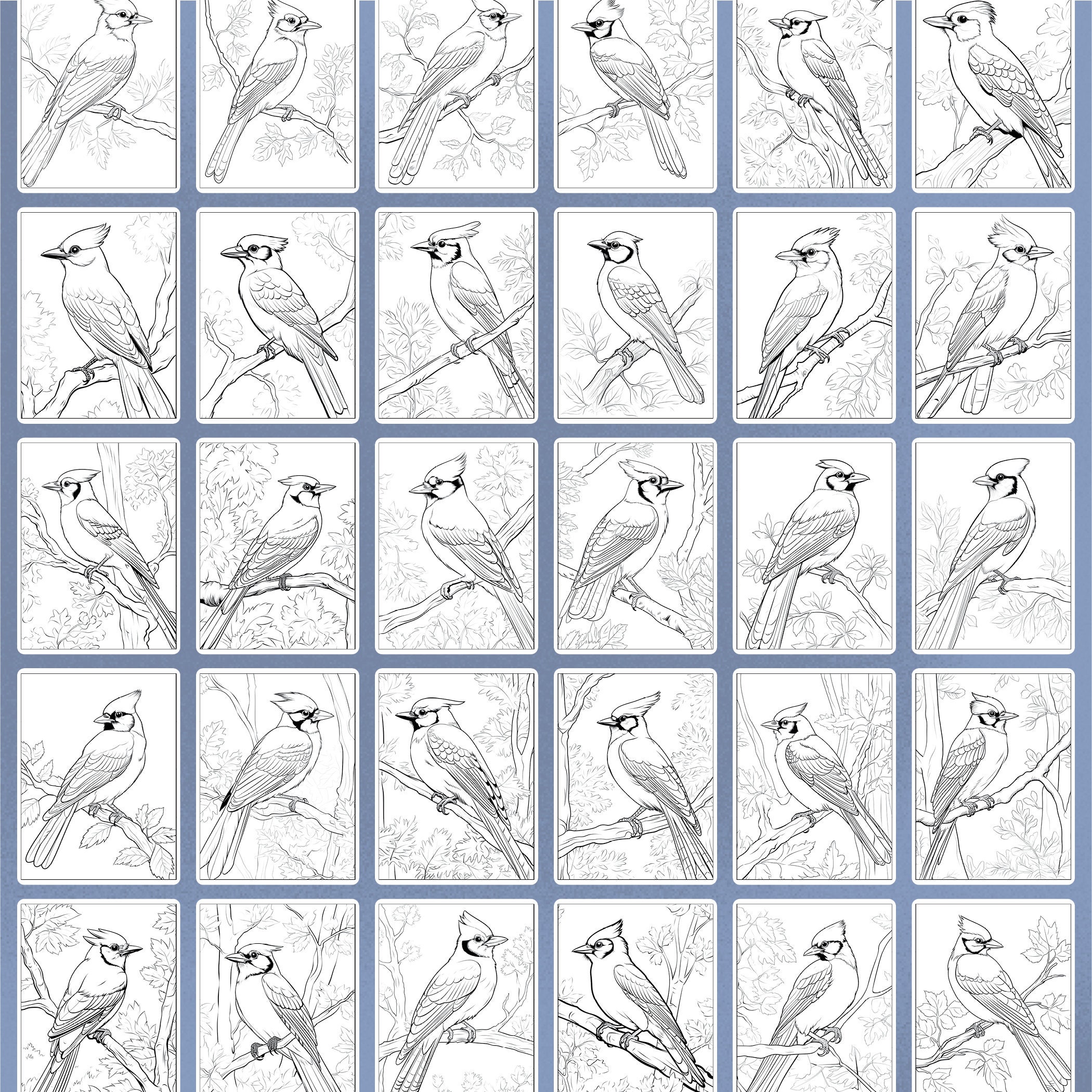 Blue Jay Bird Coloring Page, Bird Sketch, Nature Print, Ornate Outline ...