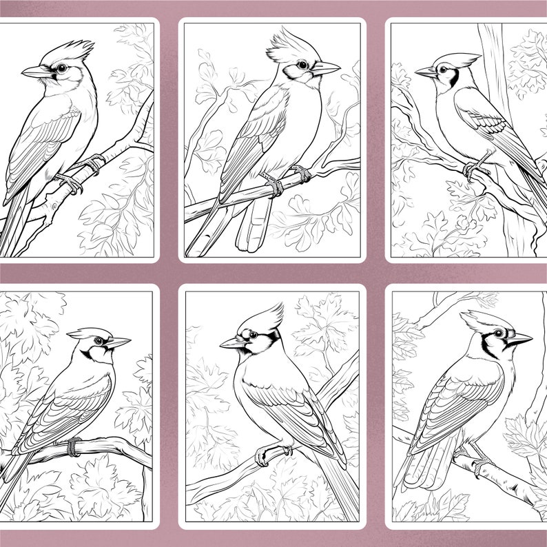 Blue Jay Bird Coloring Page, Bird Sketch, Nature Print, Ornate Outline ...