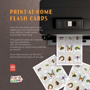 Montessori Insect and Bug Flashcards - Printable Educational Cards for ...