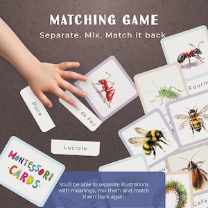 Montessori Insect and Bug Flashcards - Printable Educational Cards for ...