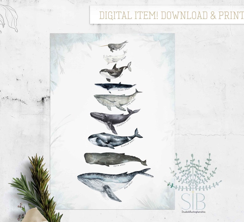 Whales, PRINTABLE Whales Size Comparison Chart Wall Art, Watercolour ...