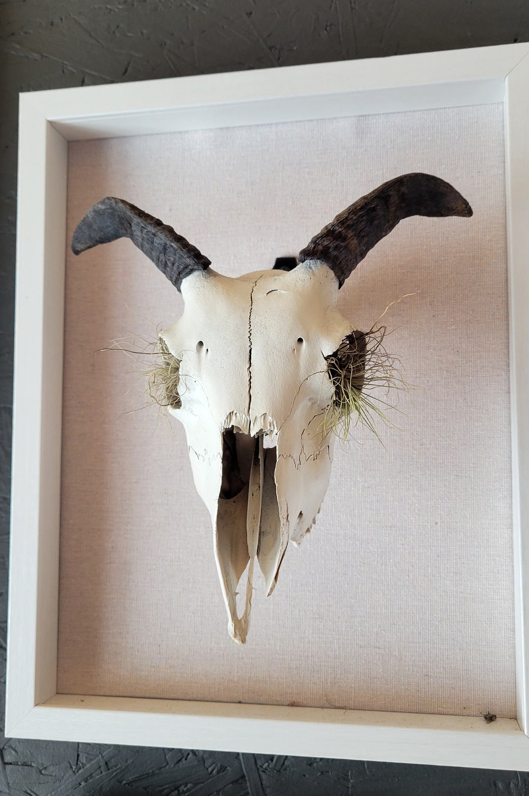 European Sheep Skull Mount - Etsy