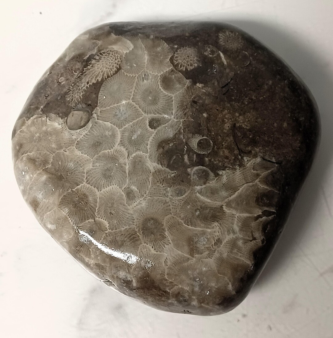 Polished Petoskey Stone W/ Cladopora Fossils (medium/large) - Etsy