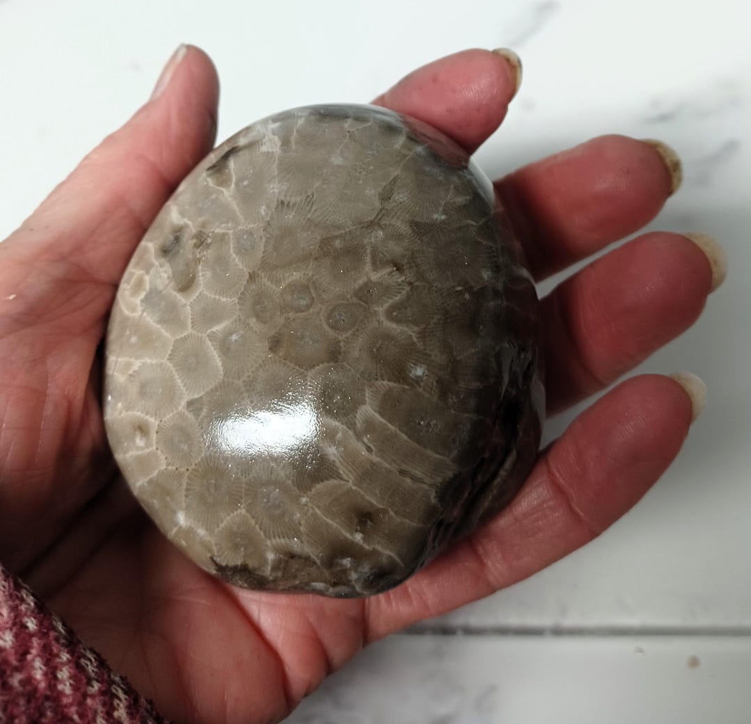 Polished Petoskey Stone With Cladopora Fossil - Etsy