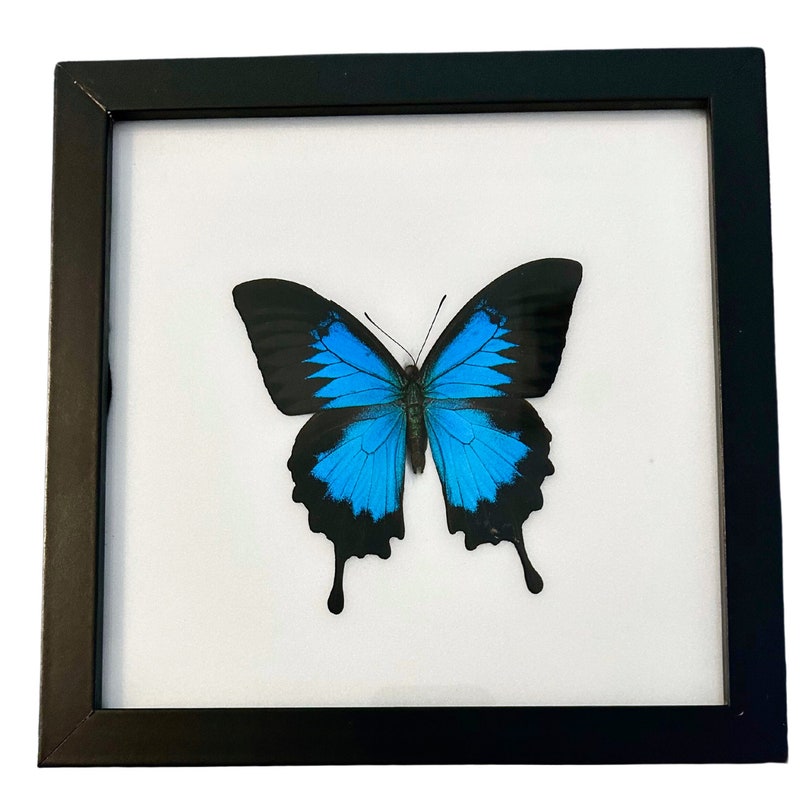 Real Butterfly Framed - Etsy