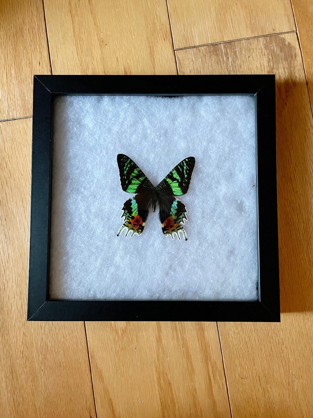 Sunset Moth (urania Ripheus), Spread Butterfly in Frame, Ethically ...