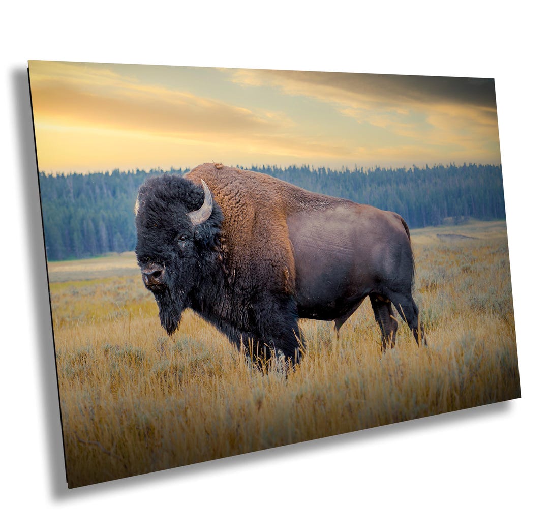 American Bison/buffalo Original Canvas Art, Bison Canvas Print Wall Art ...