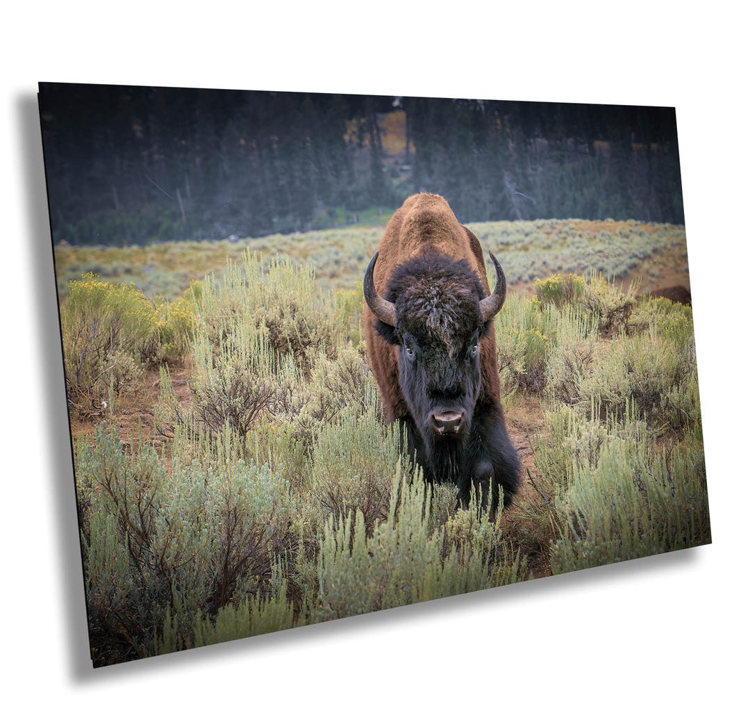 Cow Bison Yellowstone Wildlife Wall Decor-fine Art American Cow Bison ...