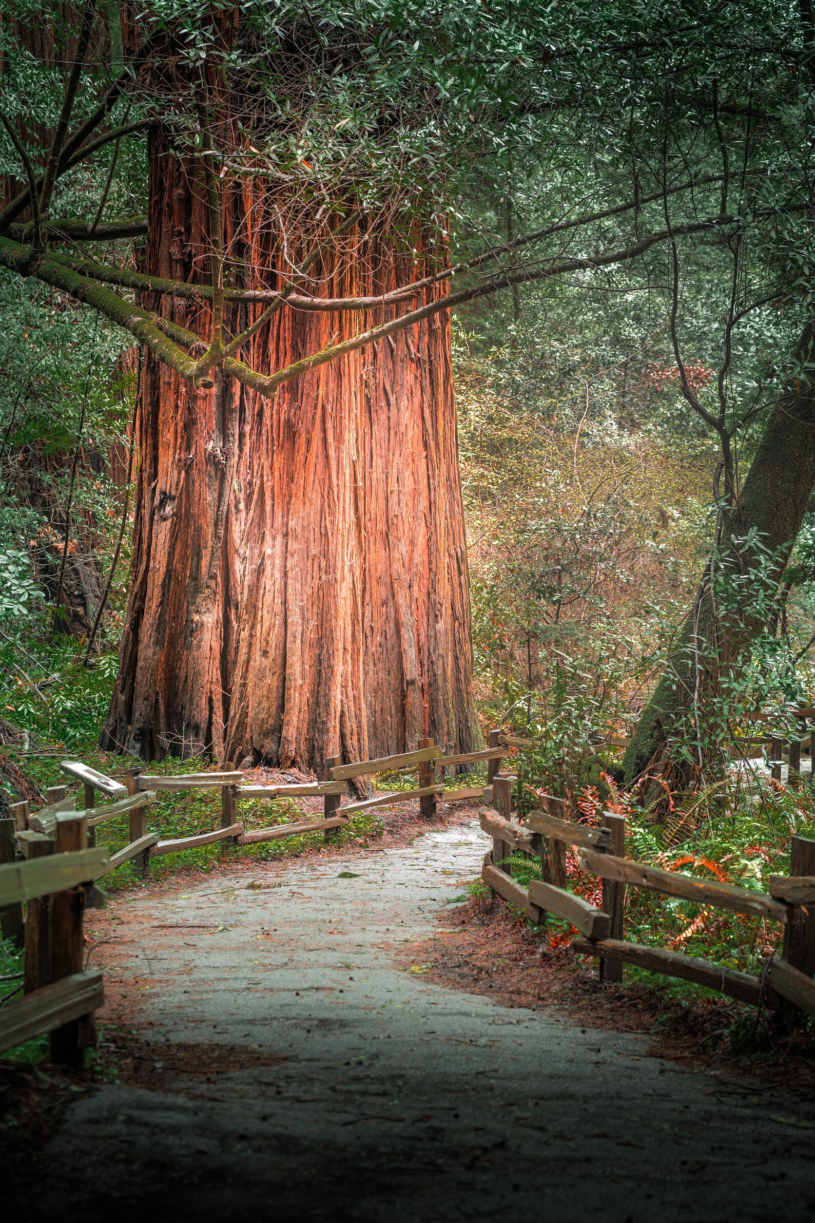California Redwood Tree Canvas and Wall Decor. Nature Photography a ...