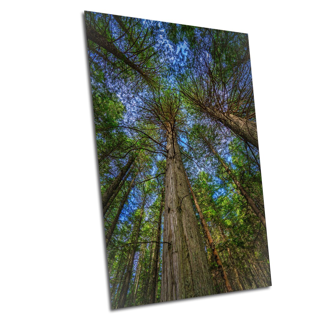 California Redwood Tree Canvas and Wall Decor. Nature Photography a ...